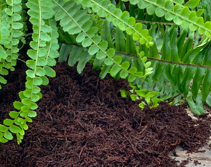 Tree Fern Substrate - Etsy