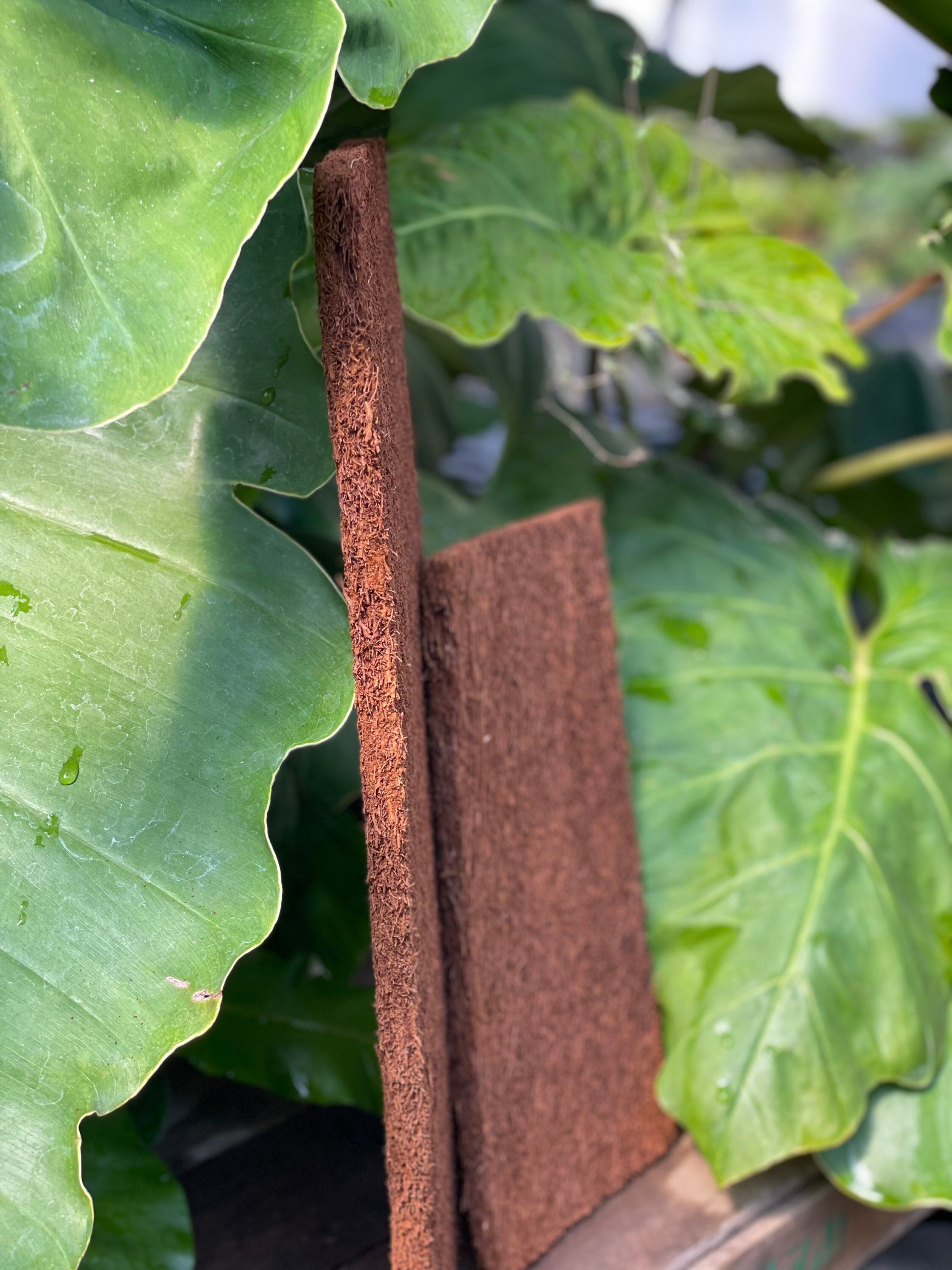 Professional Aroid Climbing Tree Fern Mat Backing | Etsy