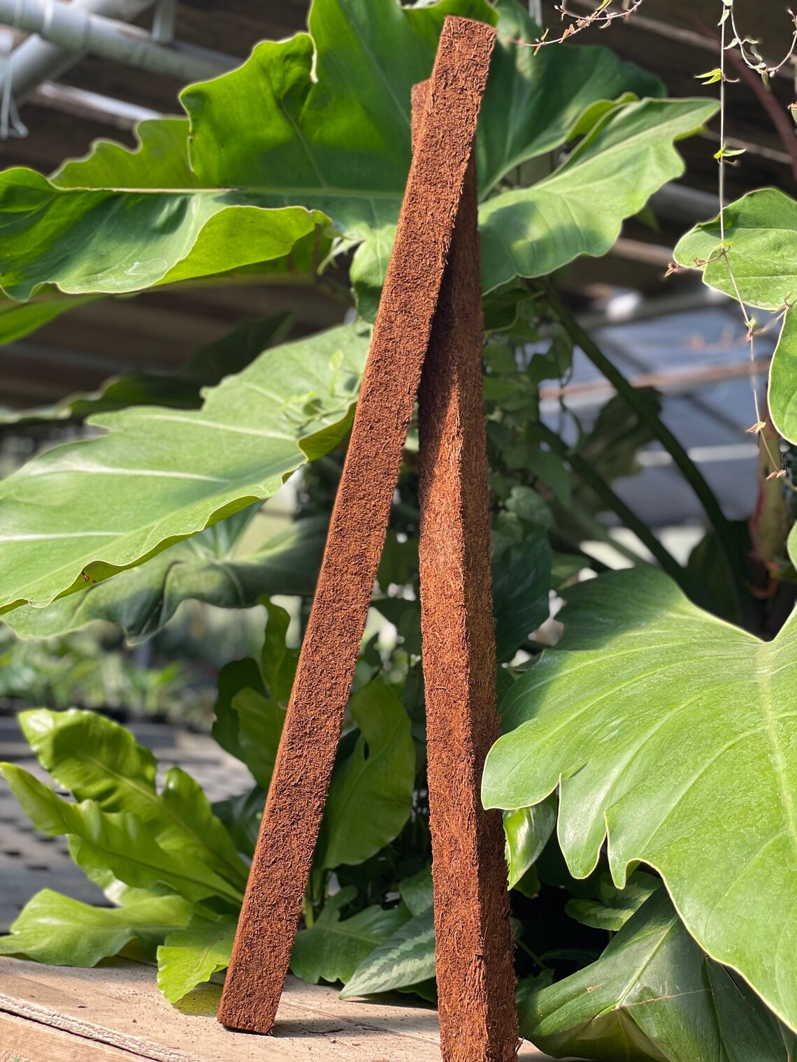 Large Professional Aroid Climbing Totem - Etsy