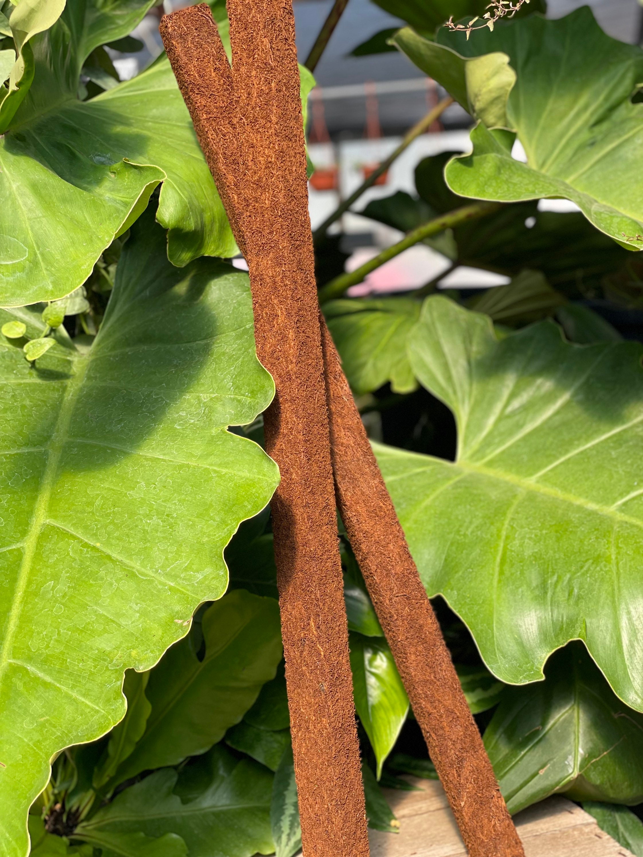 Large Professional Aroid Climbing Totem | Etsy