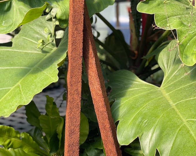 Large Professional Aroid Climbing Totem - Etsy