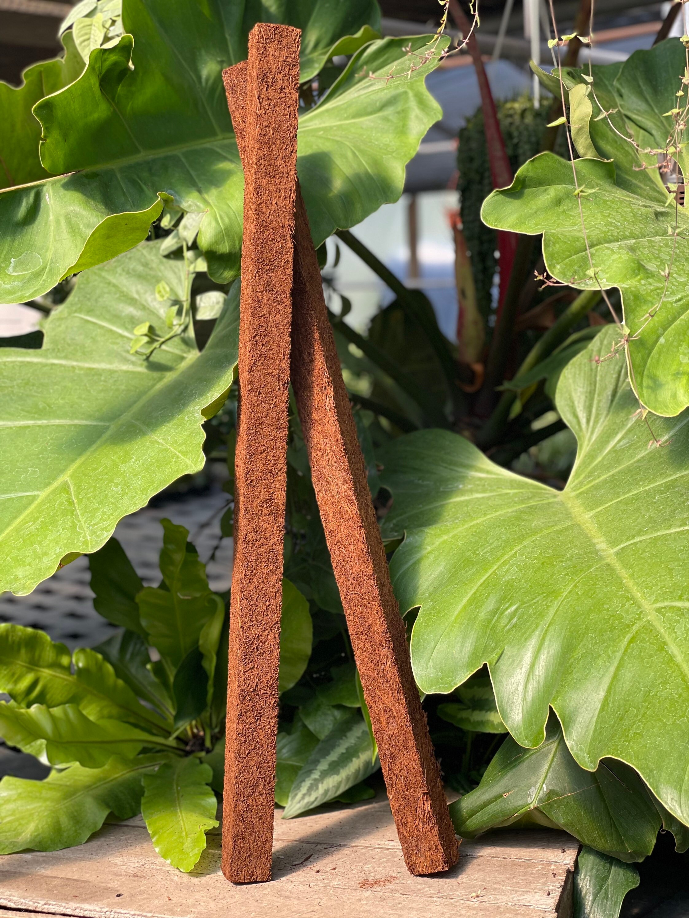 Large Professional Aroid Climbing Totem | Etsy