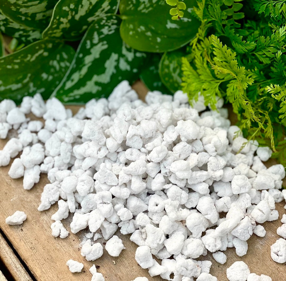 Horticulture Grade Extra Coarse Perlite Grade 4 for Use With Aroids - Etsy