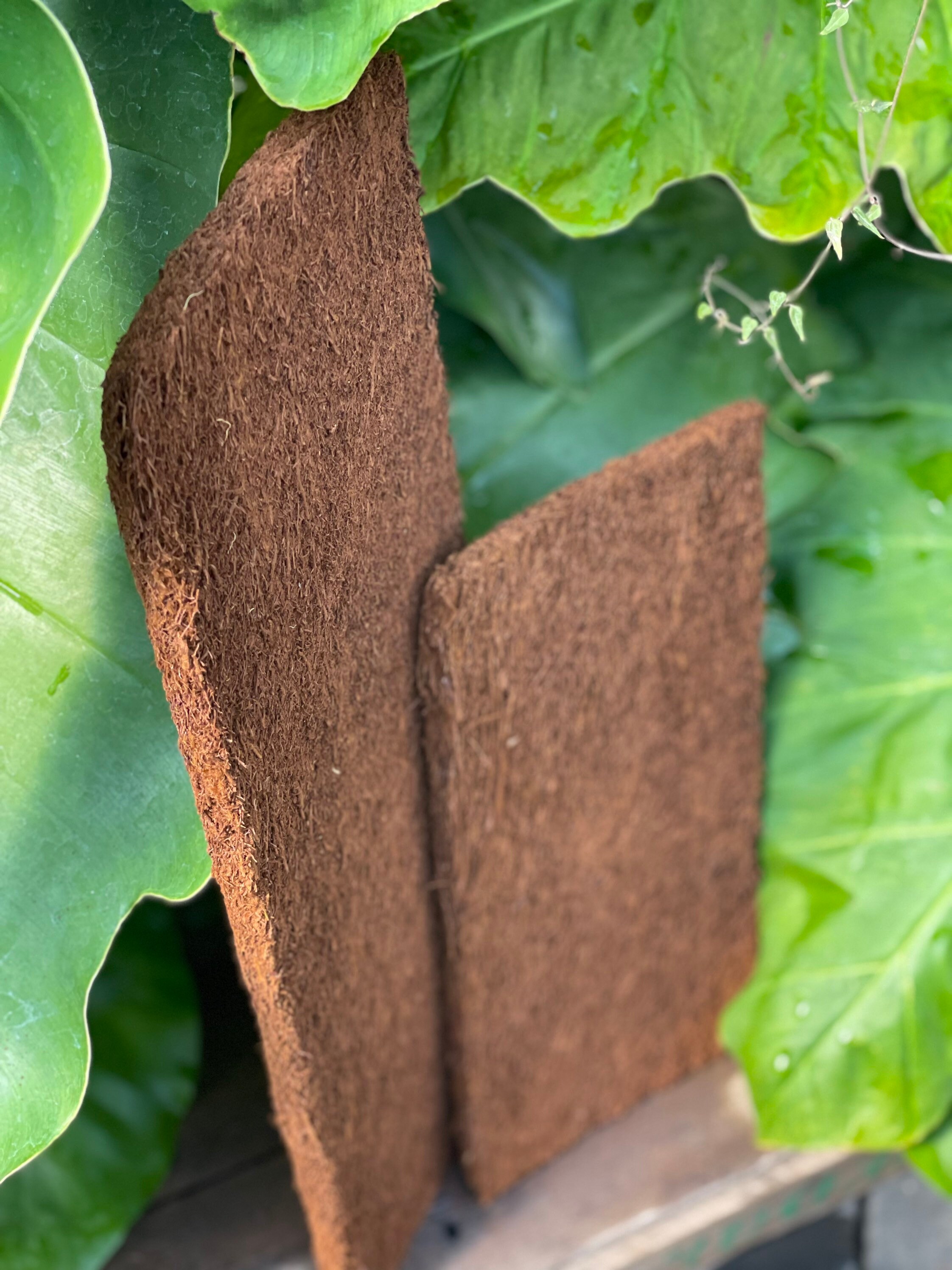 Professional Aroid Climbing Tree Fern Mat Backing - Etsy