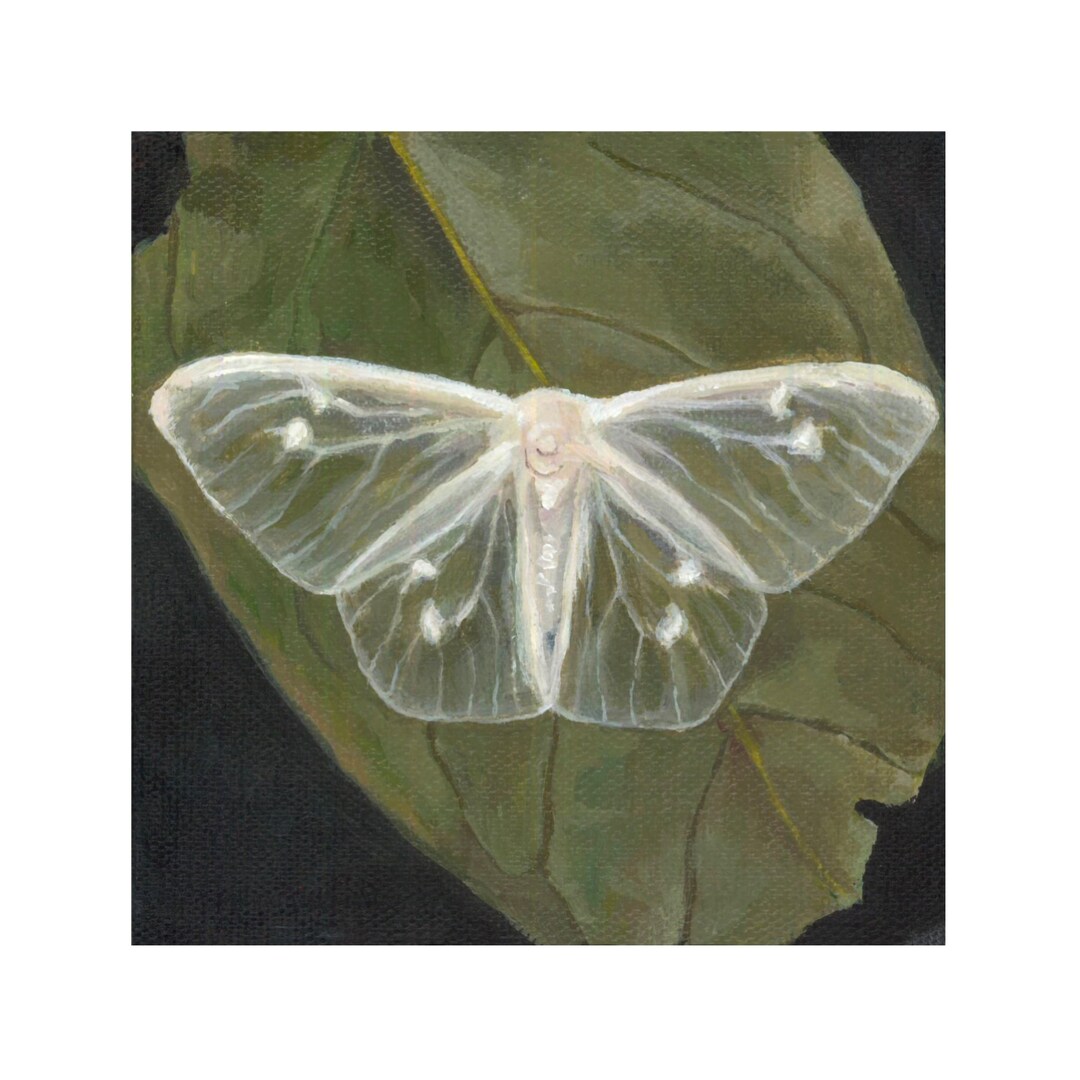 White Translucent Butterfly Art Print / Moth Study No. 2 - Etsy