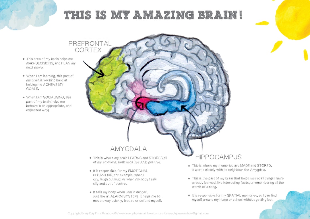 Limbic System Poster – Children's Illustrated Brain Anatomy Poster ...
