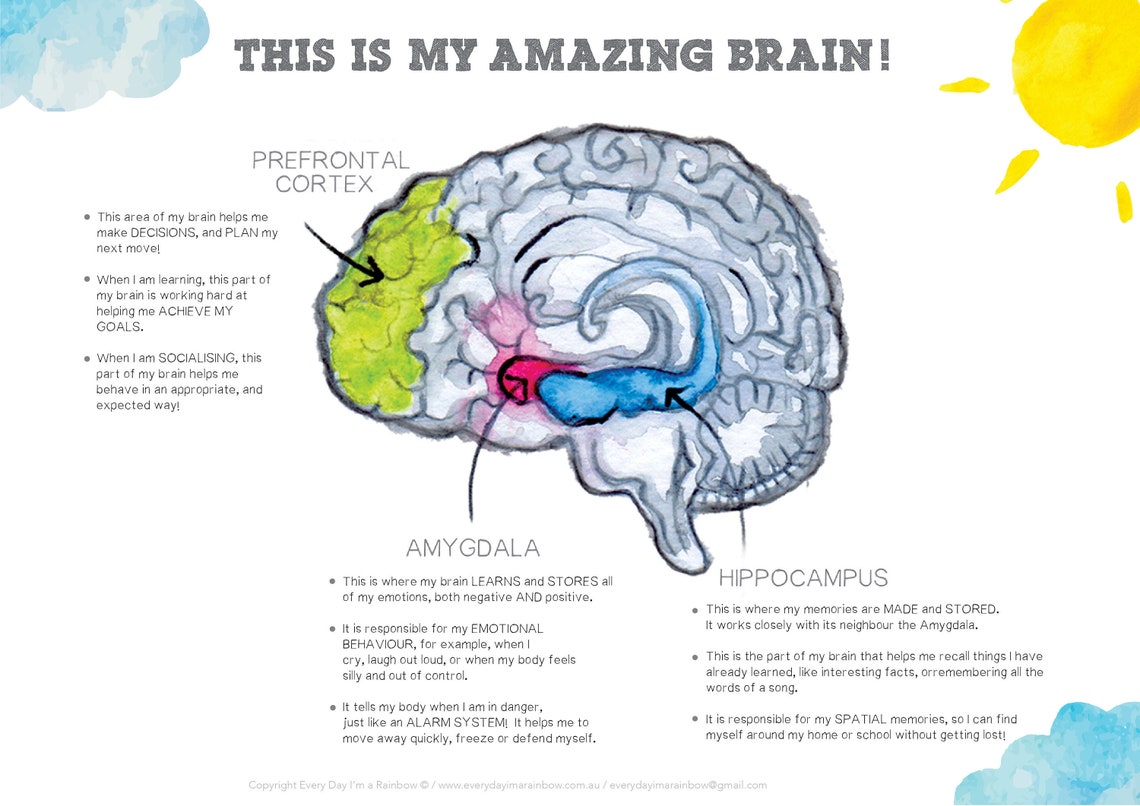 Limbic System Poster – Children's Illustrated Brain Anatomy Poster ...