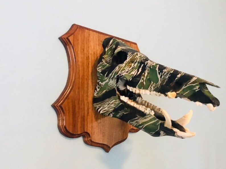 European Skull HOG Plaque Mount in Walnut | Etsy