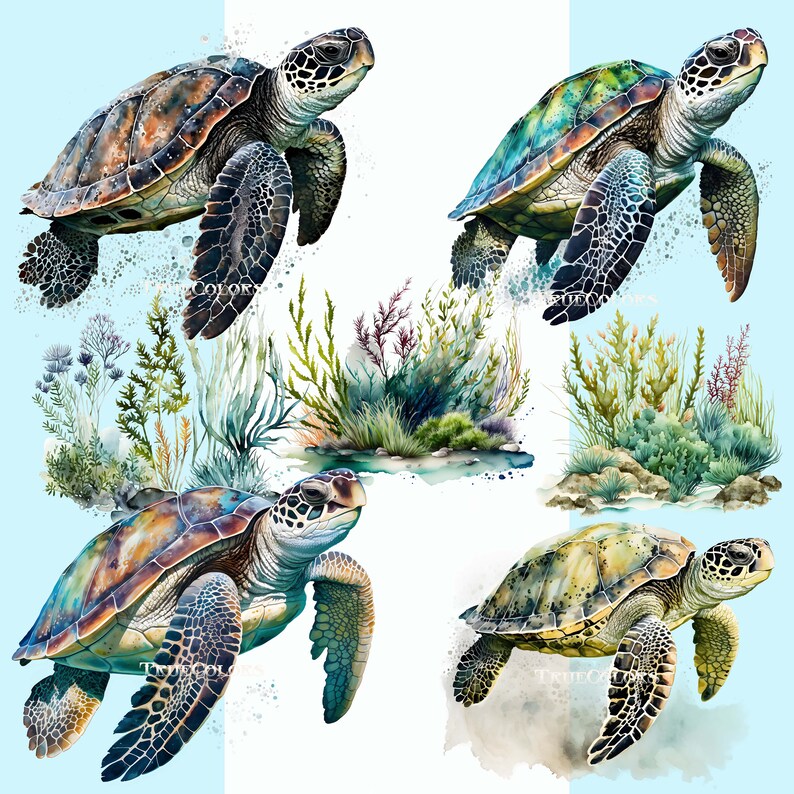 Watercolor Sea Turtle Clipart Cute Nautical Ocean Animals PNG Clip Art ...