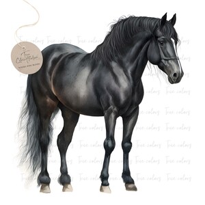Black Horse Print,black Horse Clipart,commercial Use,digital Download ...