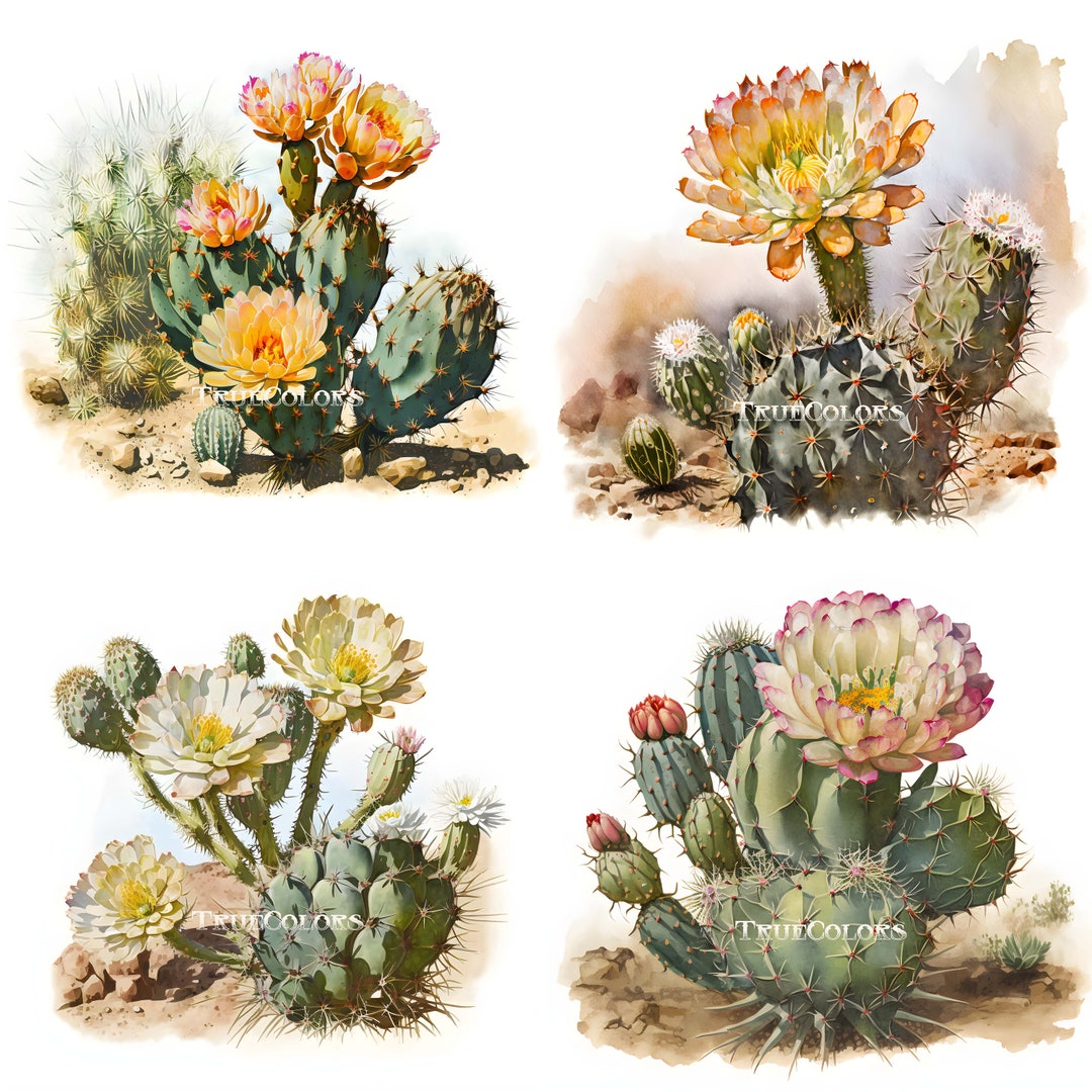 Desert Blooming Cactus Watercolor Cactus Clipart Desert Cacti PNG ...