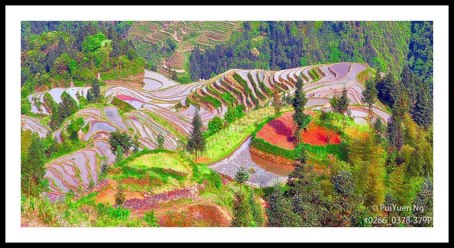 The Most Beautiful Terraced Rice Field, Wall Art, Art Prints, Panoramic ...