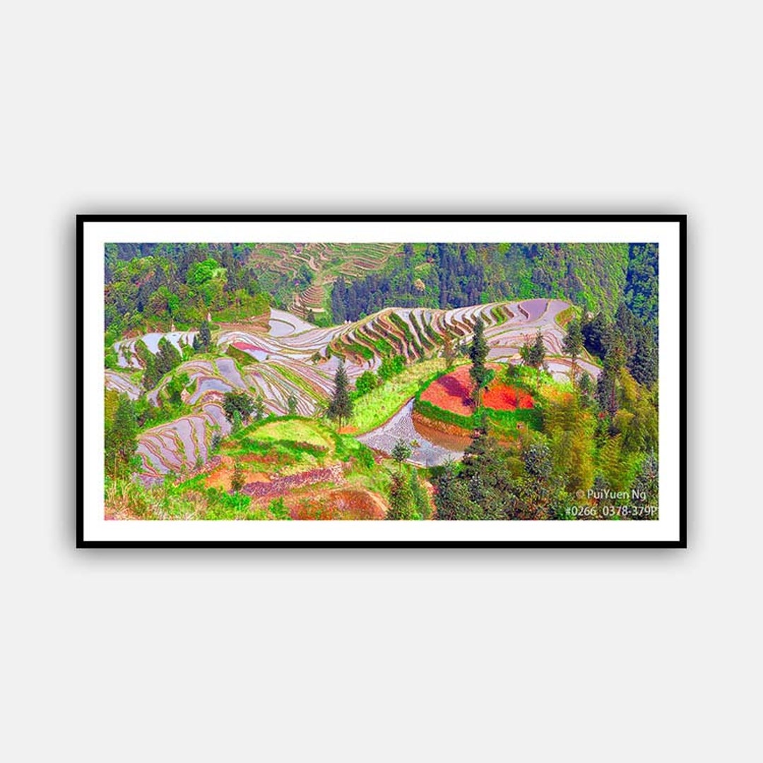 The Most Beautiful Terraced Rice Field, Wall Art, Art Prints, Panoramic ...