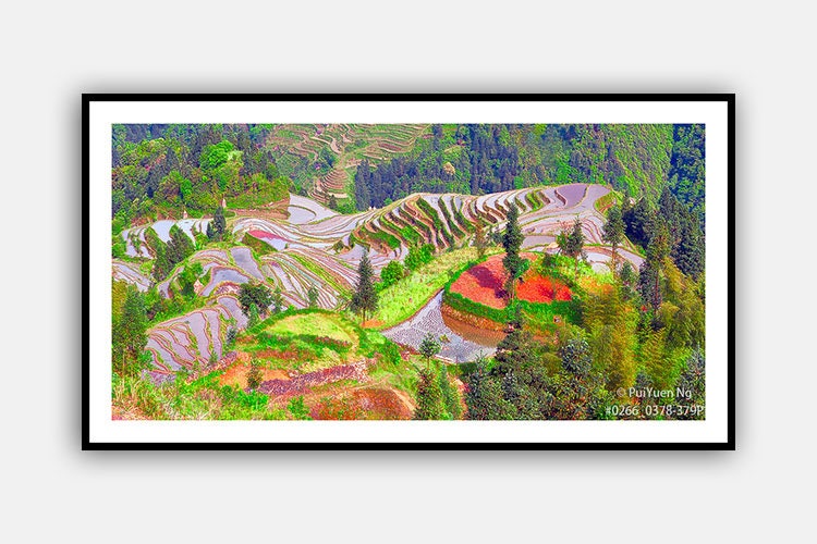 The Most Beautiful Terraced Rice Field, Wall Art, Art Prints, Panoramic ...