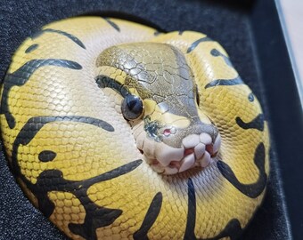Snow Ball Python Snake Super Q Resin Model Figure Figurine - Etsy