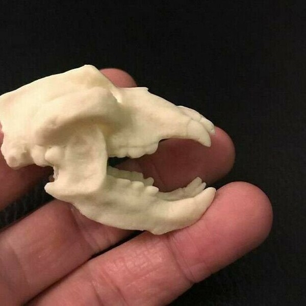 Bear Skull - Etsy