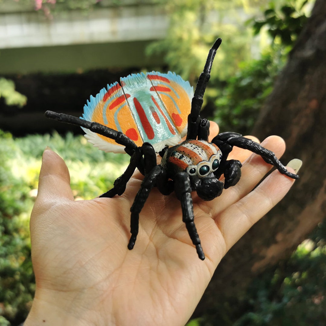 Peacock Jumping Spiders