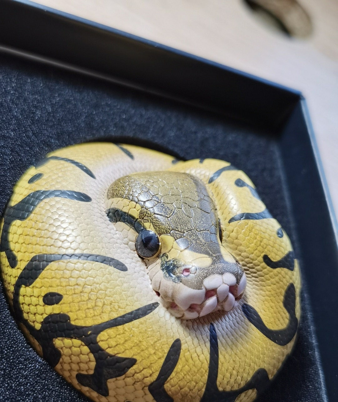 Ball Python Snake Super Q Resin Model Figure Figurine - Etsy UK