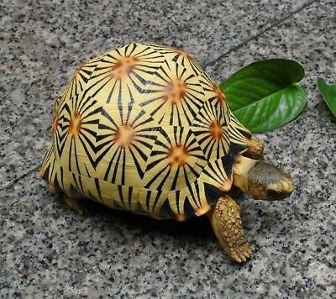 Life Size Large Radiated Tortoise Turtle Replica Model Figurine High ...