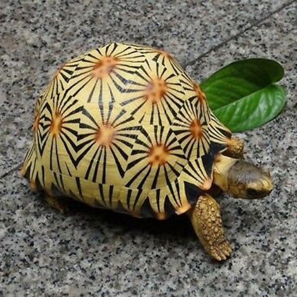 Tortoise Clothes - Etsy UK