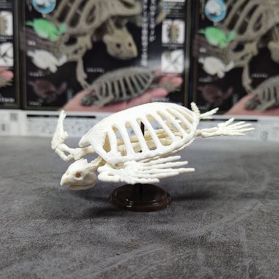 Prehistoric Turtle Skeleton