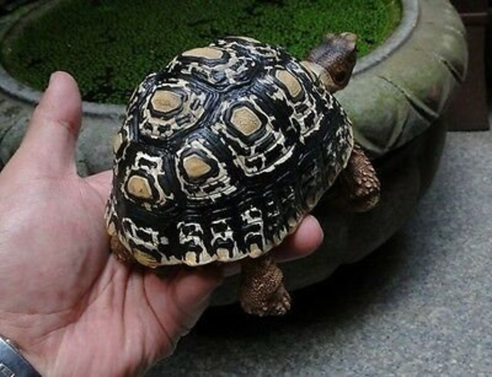 1:1 Life Size Adult Dark Leopard Tortoise Turtle Replica Model - Etsy