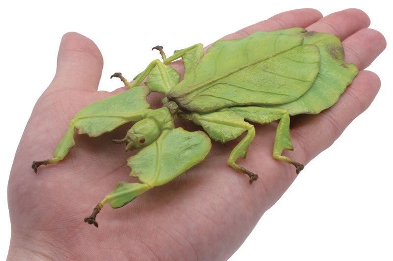 Japan Giant Malaysian Leaf Insect PVC Model Figure Figurine - Etsy