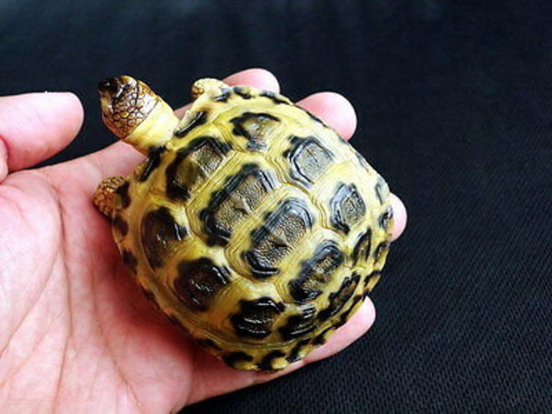 1:1 Life Size Russian 4 Tose Tortoise Turtle Replica Model FIGURINE ...