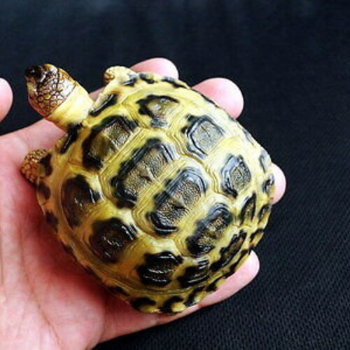 1:1 Life Size Red Footed Tortoise Turtle Replica Model - Etsy