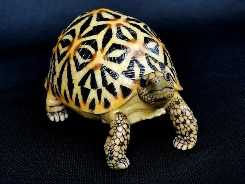 1:1 Life Size Sri Lanka Star Tortoise Turtle Replica Model - Etsy