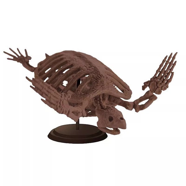 Turtle Fossil - Etsy