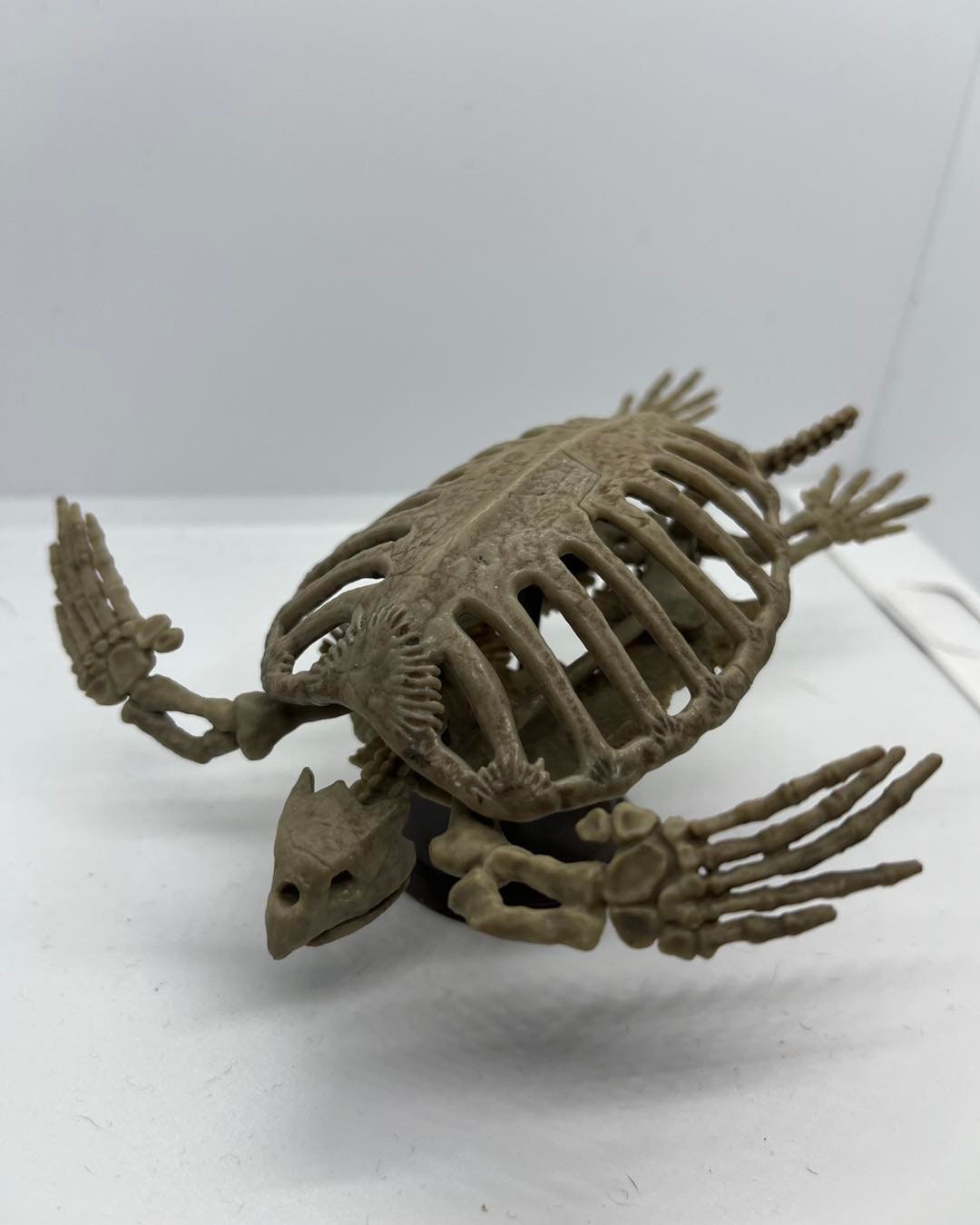 Archelon Prehistoric Sea Turtle Skeleton Fossil PVC Figurine - Etsy ...