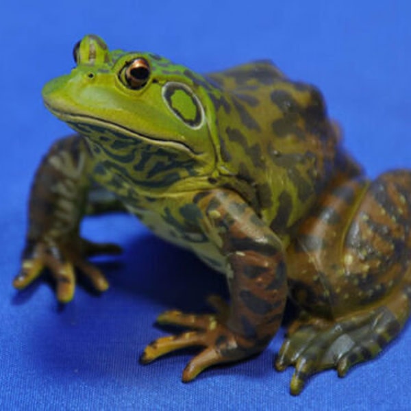 Bull Frog - Etsy