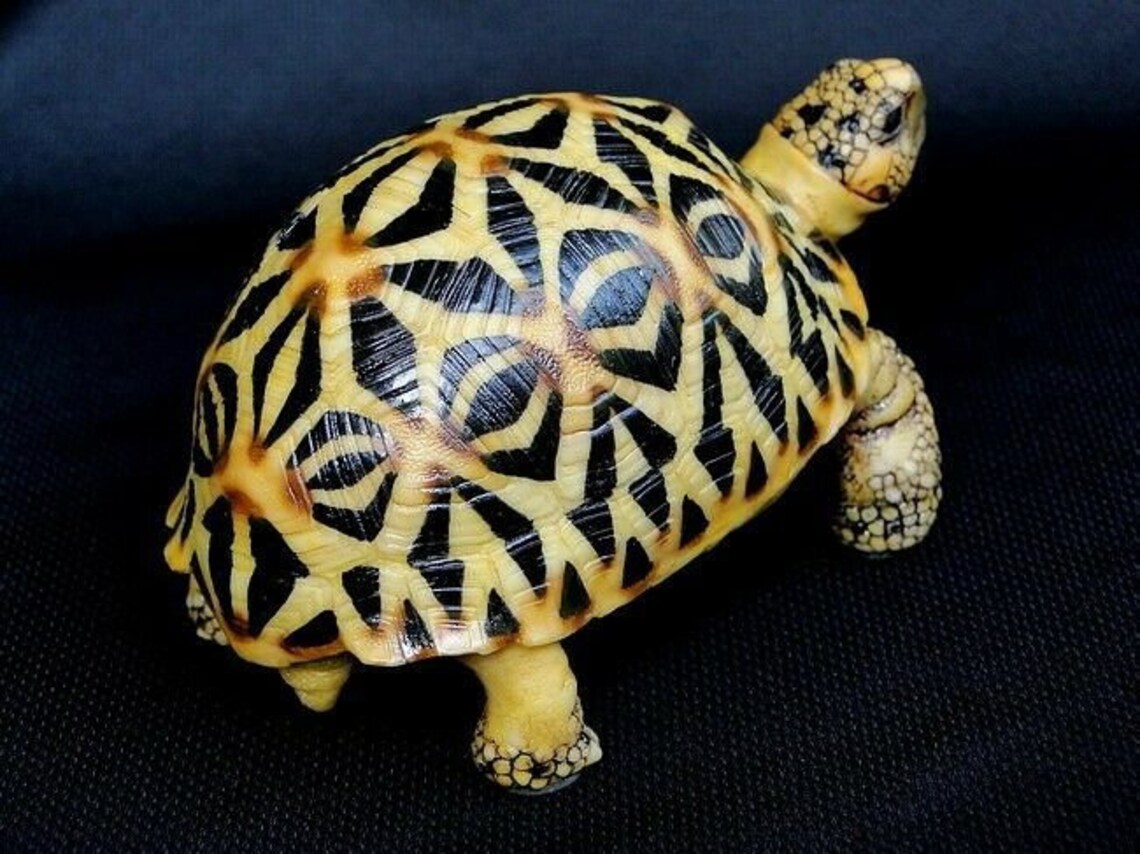 1:1 Life Size Sri Lanka Star Tortoise Turtle Replica Model - Etsy