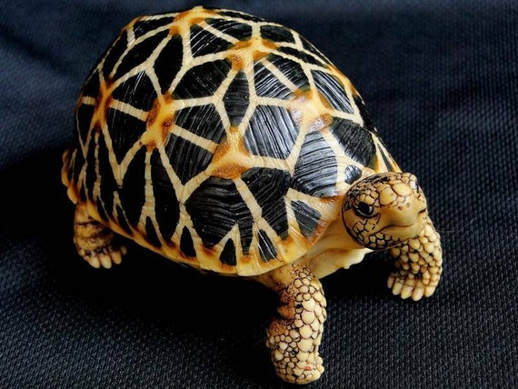 Burmese Star Tortoise Size