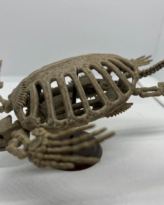 Prehistoric Turtle Skeleton