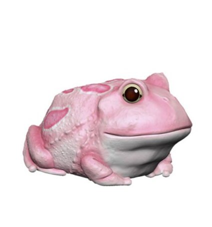 Pink Pacman Frog
