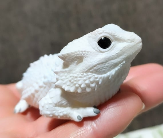 Snow Bearded Dragons