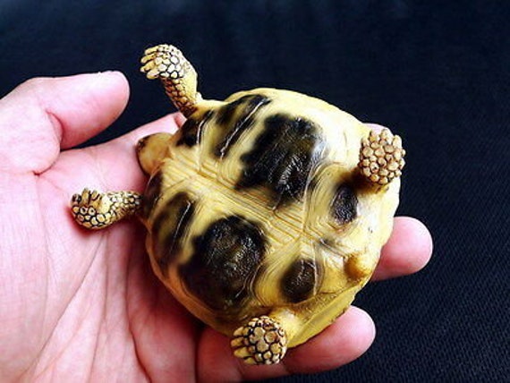 Cute Baby Russian Tortoise