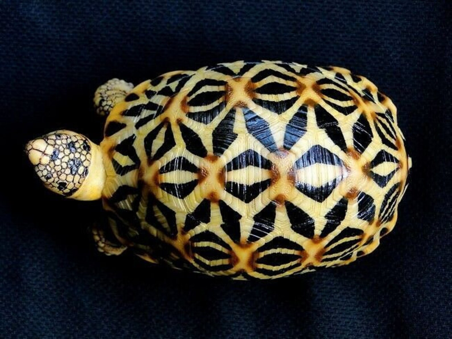 1:1 Life Size Sri Lanka Star Tortoise Turtle Replica Model - Etsy