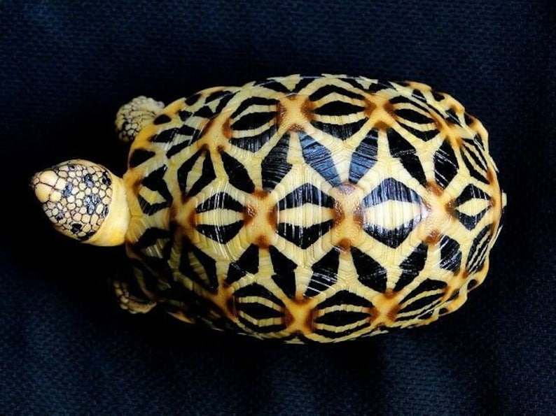 1:1 Life Size Sri Lanka Star Tortoise Turtle Replica Model - Etsy