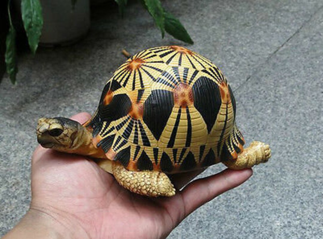 Baby Radiated Tortoise