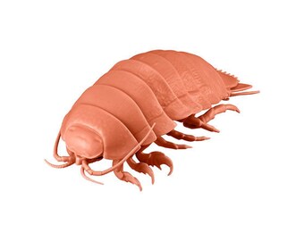 Giant Isopod Figure - Etsy