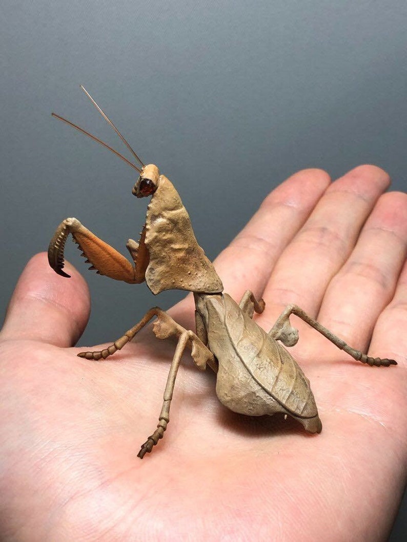 Japón Sudeste asiático mantis de hoja muerta insecto PVC - Etsy México