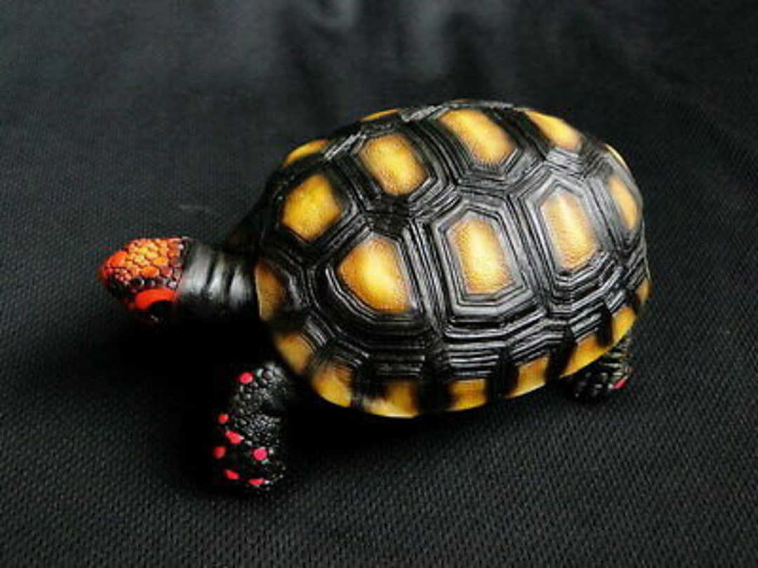 Red Foot Tortoise Full Grown