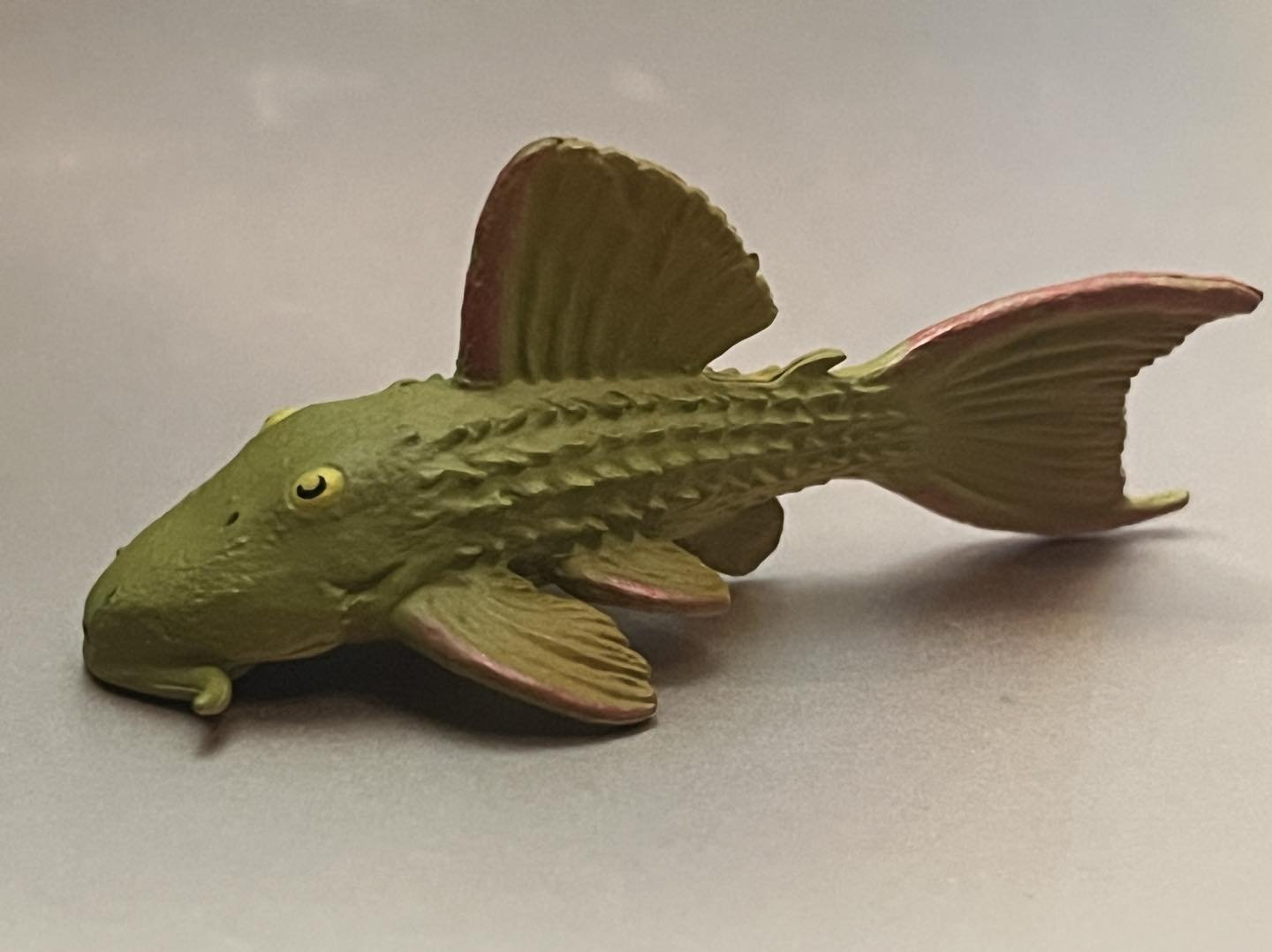 Rare Pleco