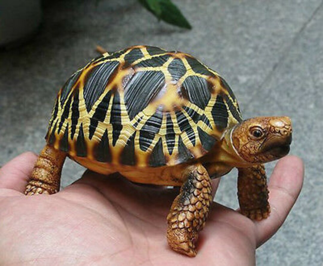 Burmese Star Tortoise Size
