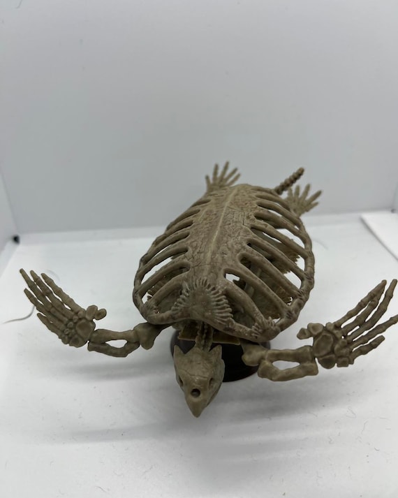 Archelon Fossil