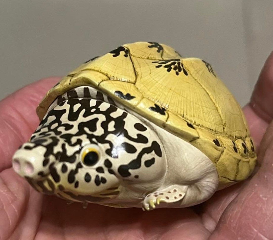 Mexican Musk Turtle Super Q Resin Model Figure Figurine - Etsy