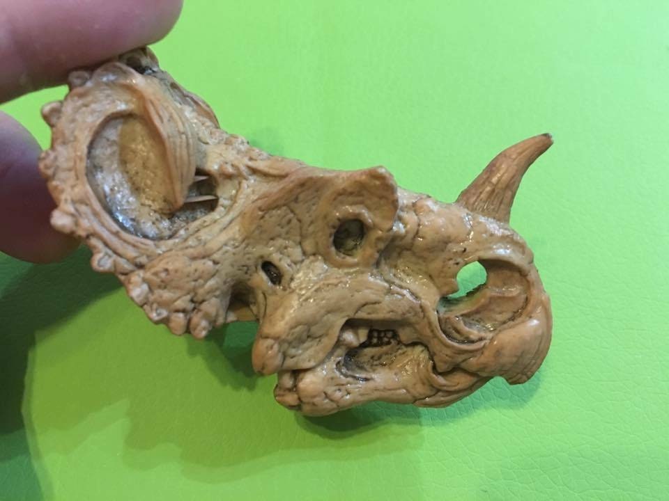 Monoclonius Skull